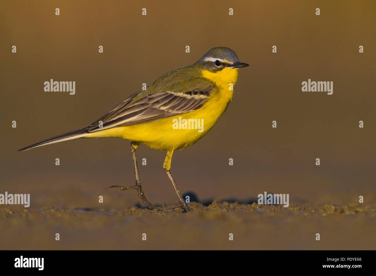 Blue headed wagtail hi-res stock photography and images - Alamy