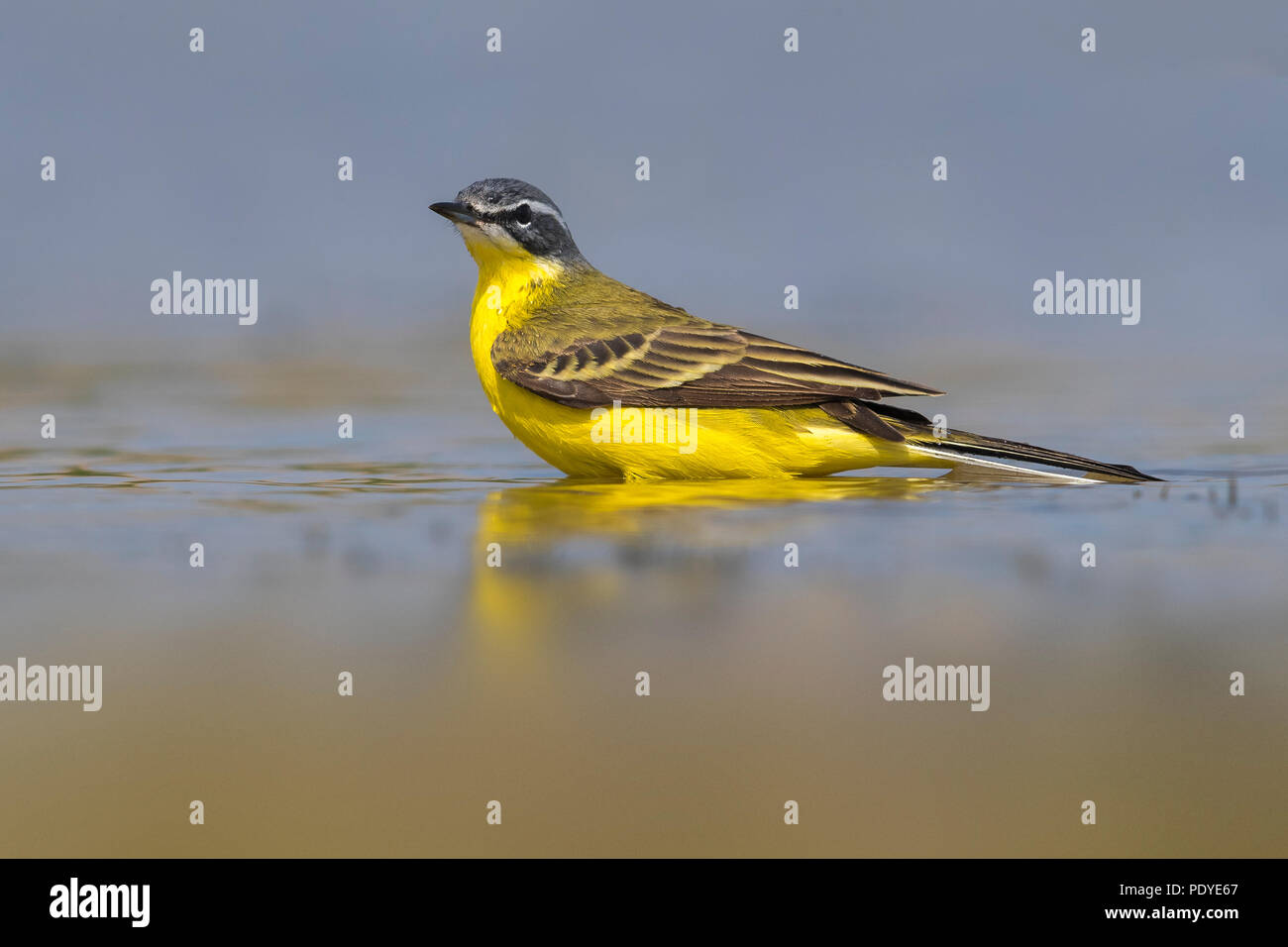 Blue-headed Wagtail; Motacilla flava flava Stock Photo - Alamy
