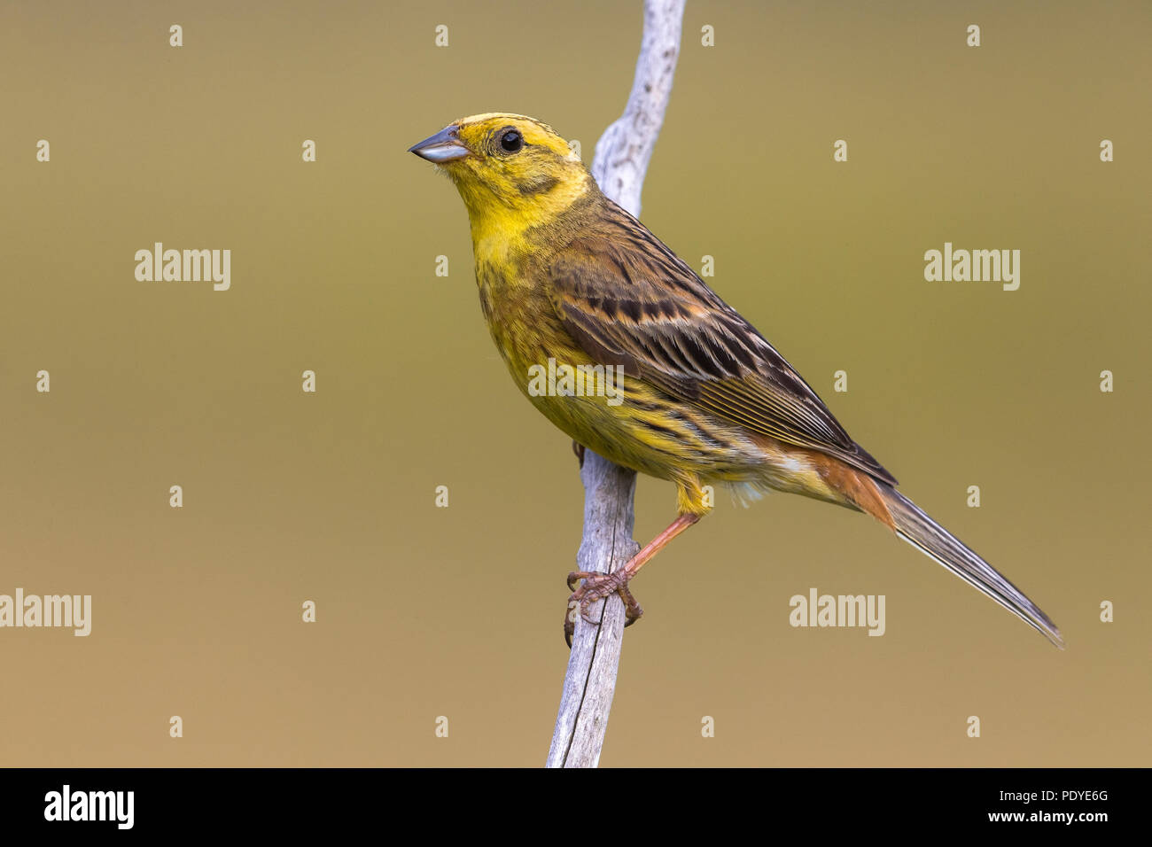 Male Yellowhammer; Emberiza citrinella Stock Photo - Alamy