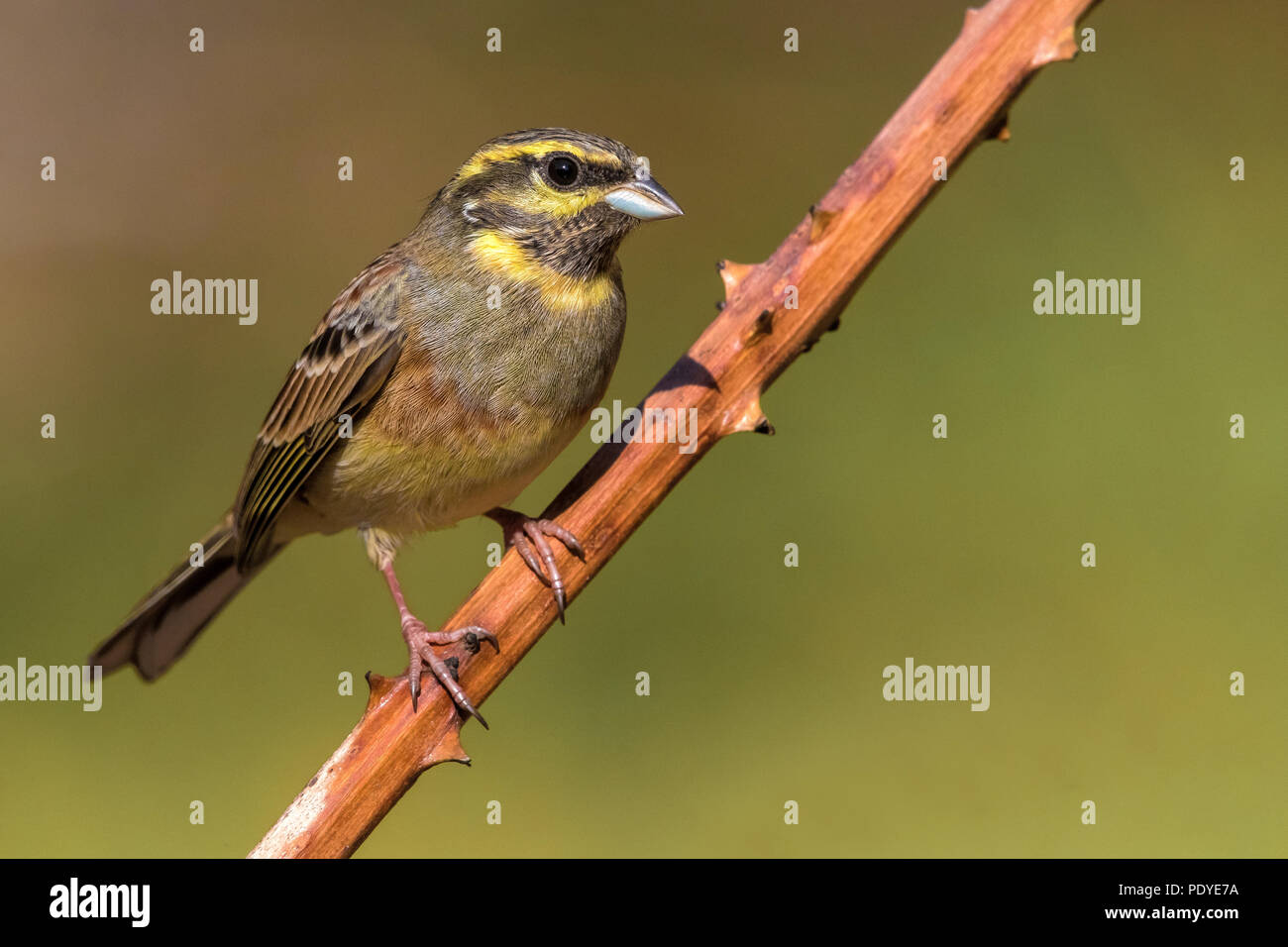 Male cirl bunting hi-res stock photography and images - Alamy
