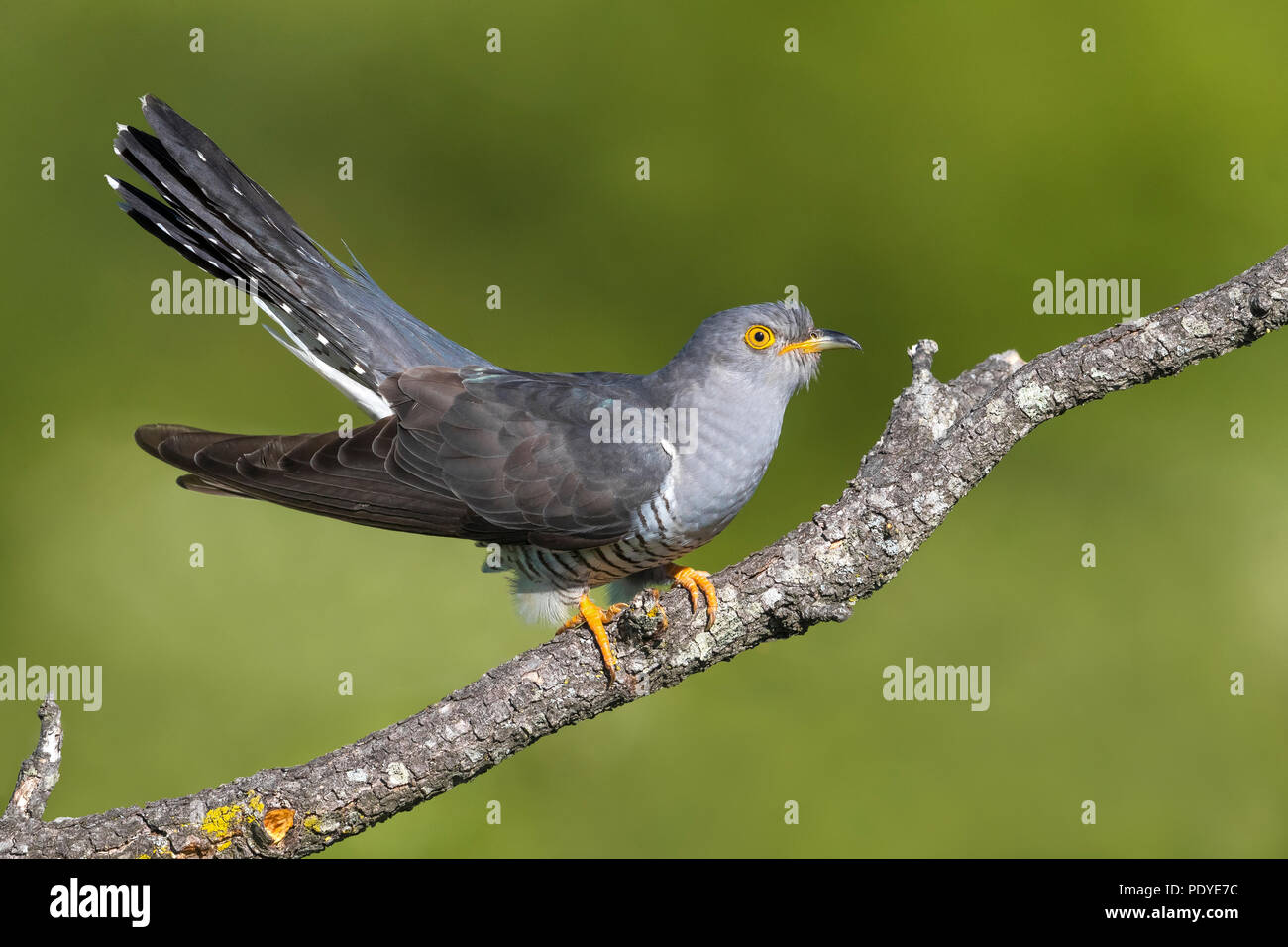 Common Cuckoo; Cuculus canorus Stock Photo - Alamy