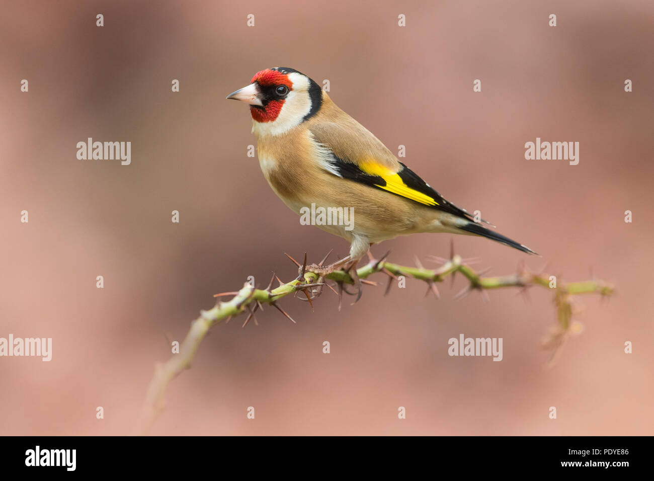 Goldfinch carduelis hi-res stock photography and images - Alamy