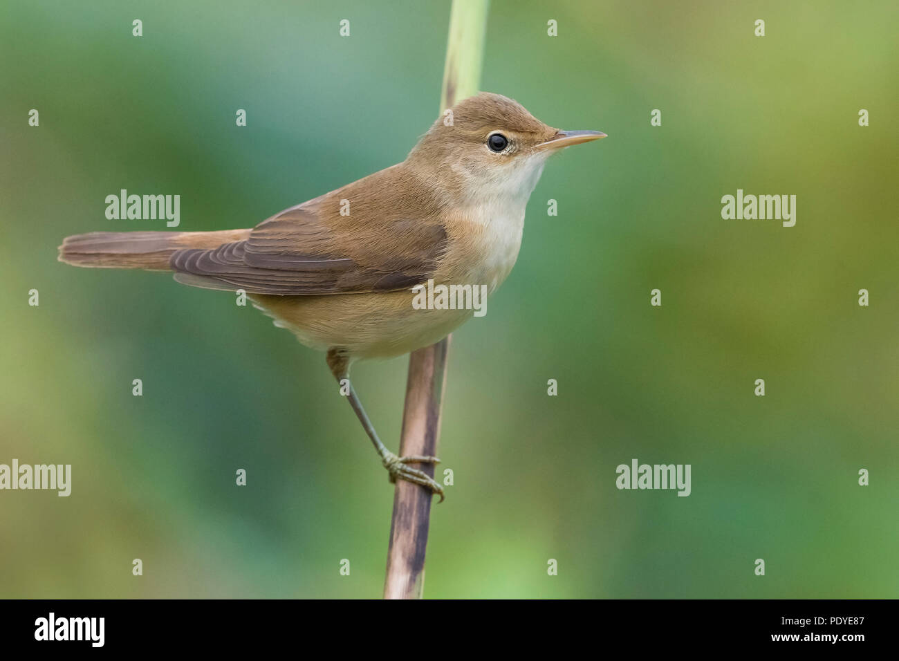 Eurasian Reed Warbler High Resolution Stock Photography and Images - Alamy