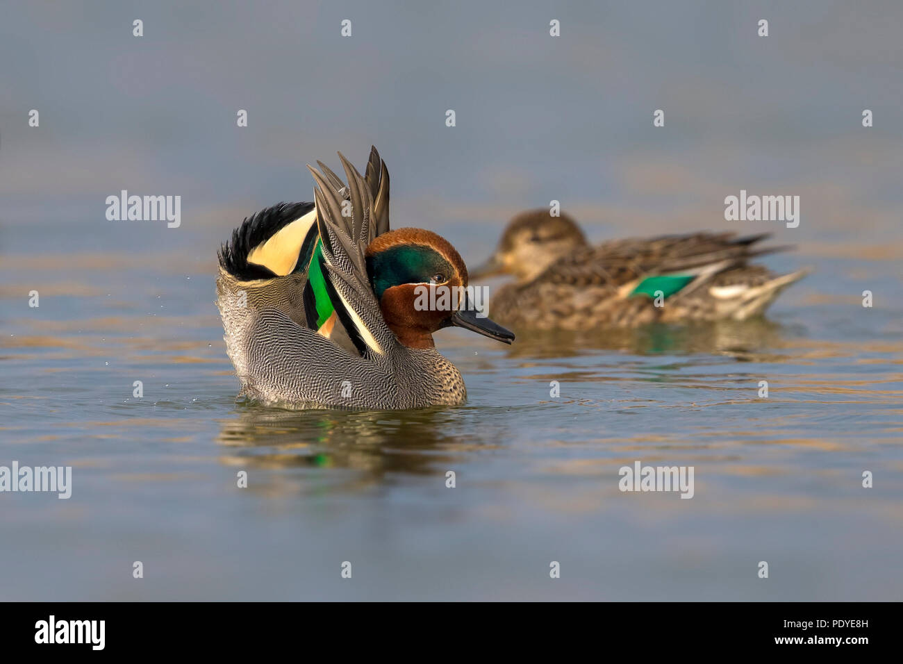 Eurasian teal anas crecca hi-res stock photography and images - Alamy