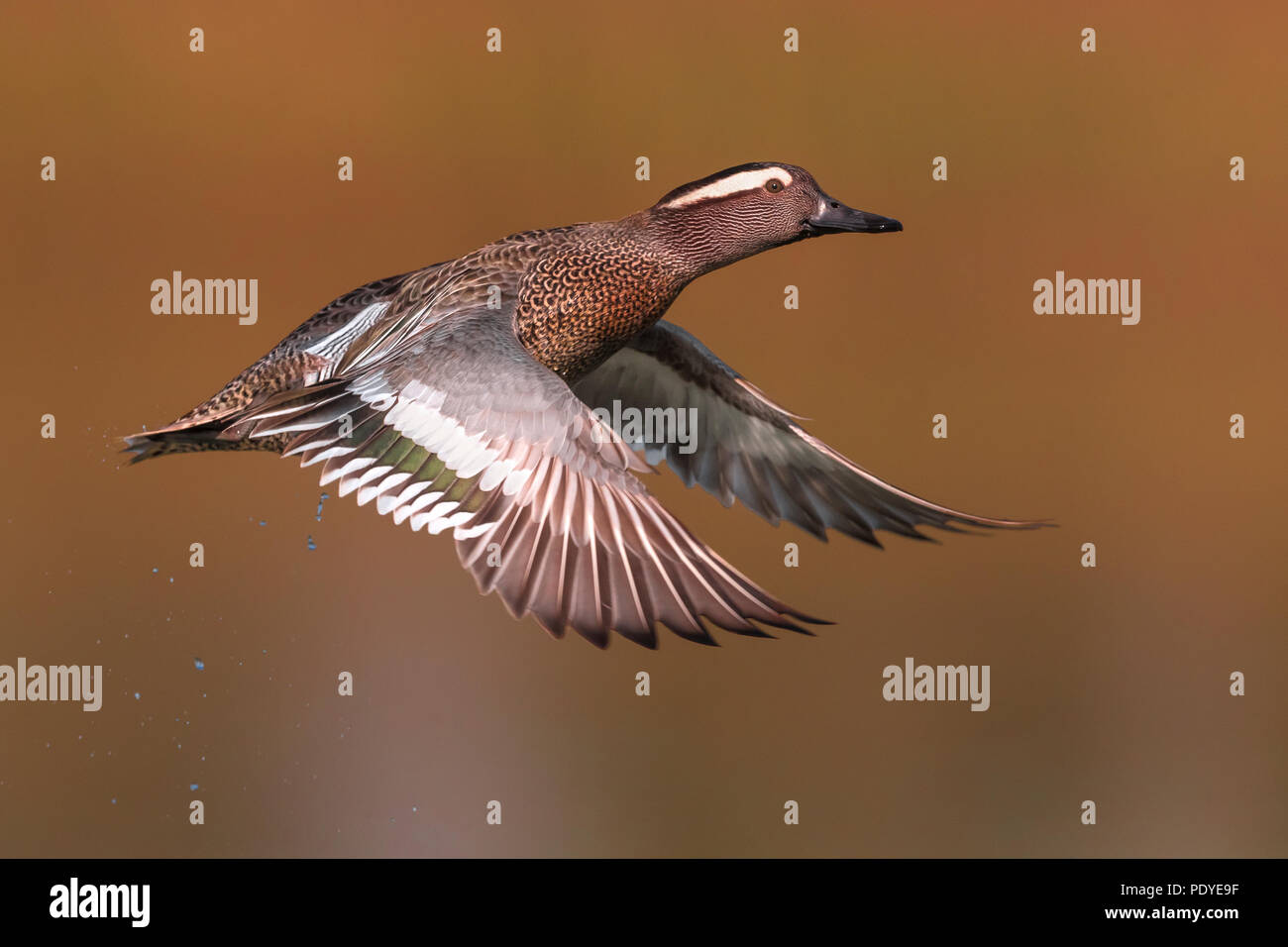 Garganey male flying Stock Photo - Alamy