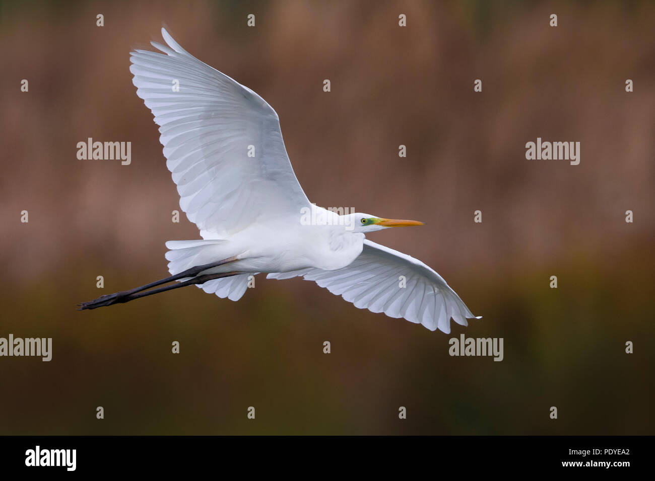 Great White Egret (Ardea alba) adult flying Stock Photo - Alamy