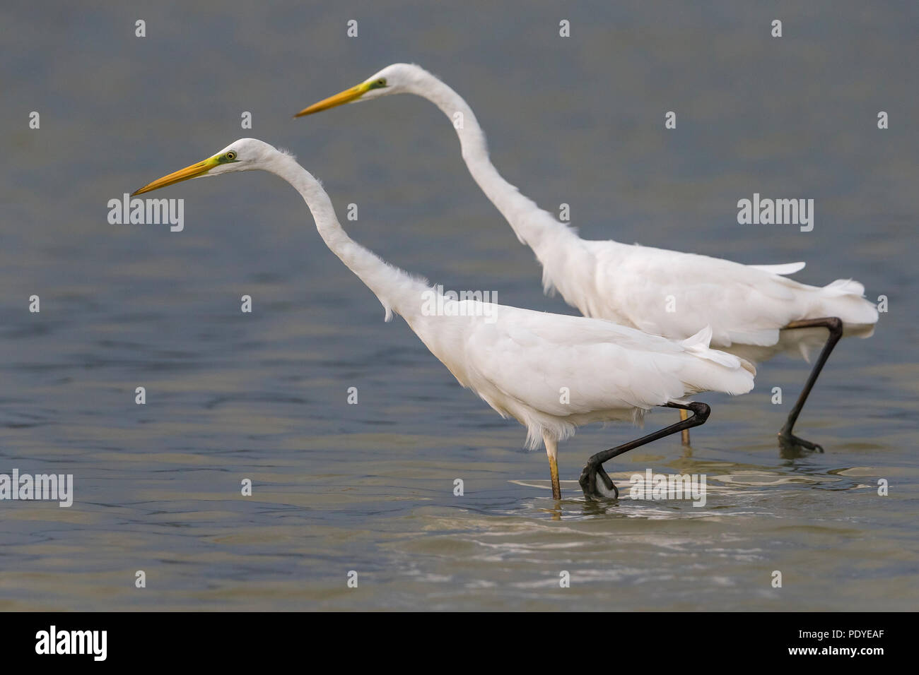 Two Great White Egrets hunting Stock Photo - Alamy