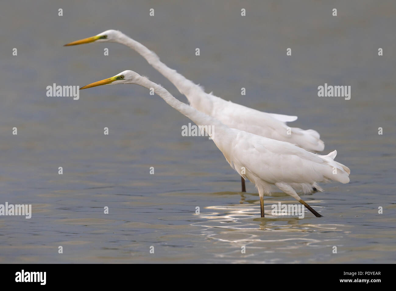 Two Great White Egrets hunting Stock Photo - Alamy