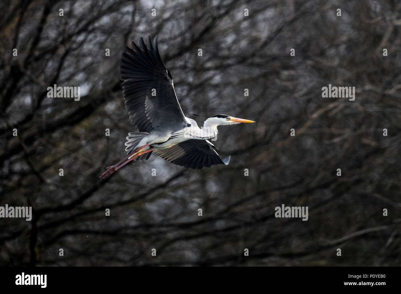 Flying grey heron hi-res stock photography and images - Alamy