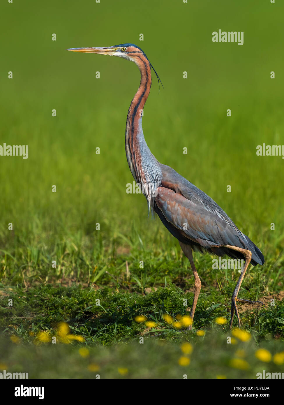 Purple Heron; Ardea purpurea Stock Photo - Alamy