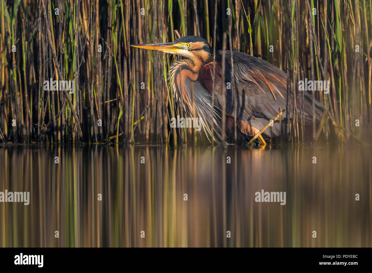 Purple Heron hiding in reed Stock Photo - Alamy