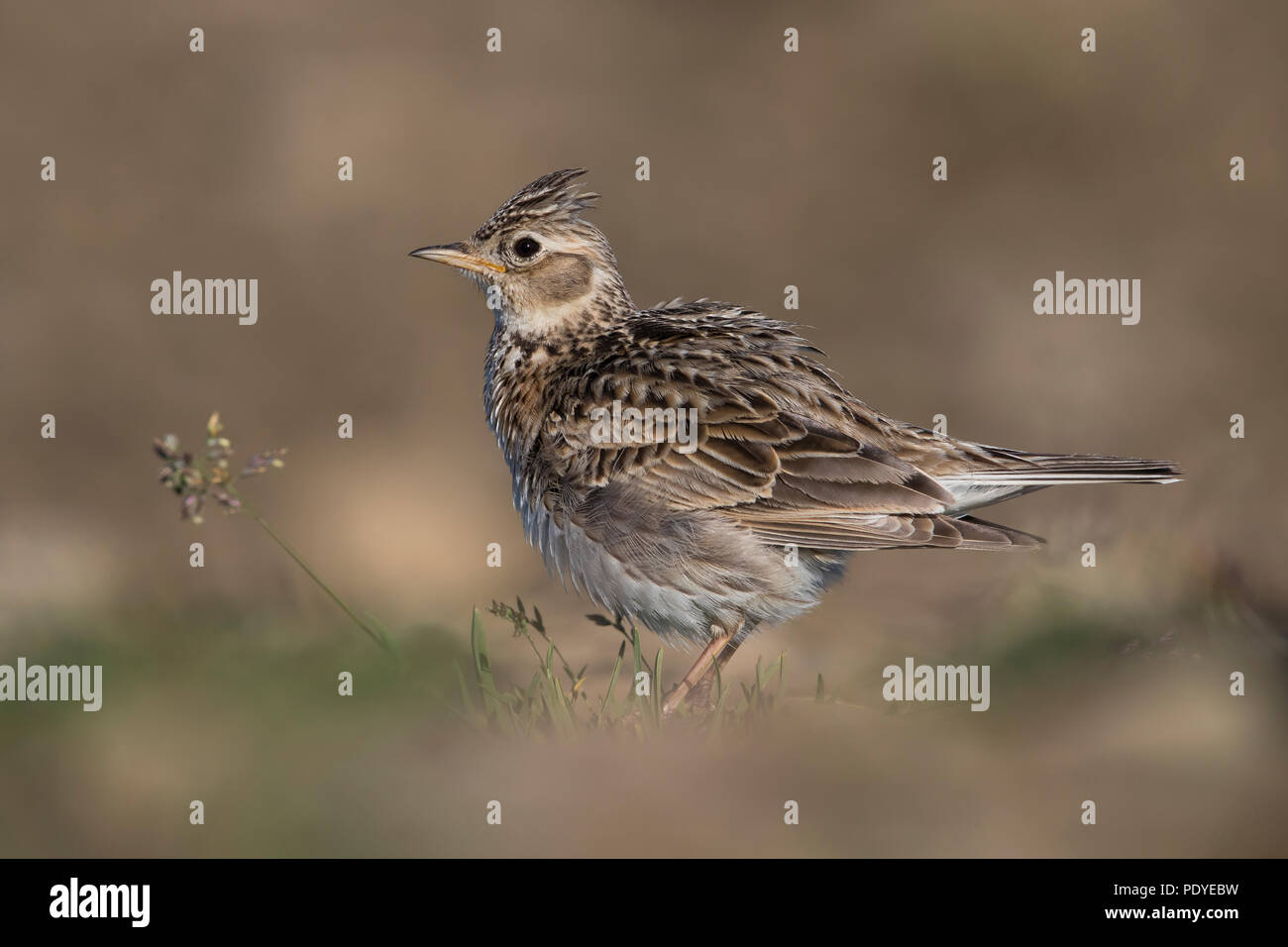 Eurasian Skylark; Alauda arvensis Stock Photo - Alamy