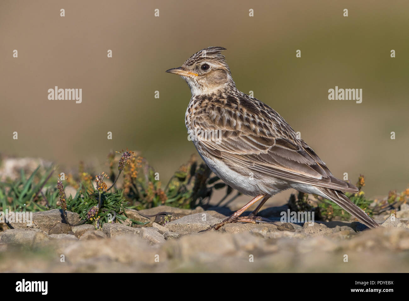 Eurasian Skylark; Alauda arvensis Stock Photo - Alamy