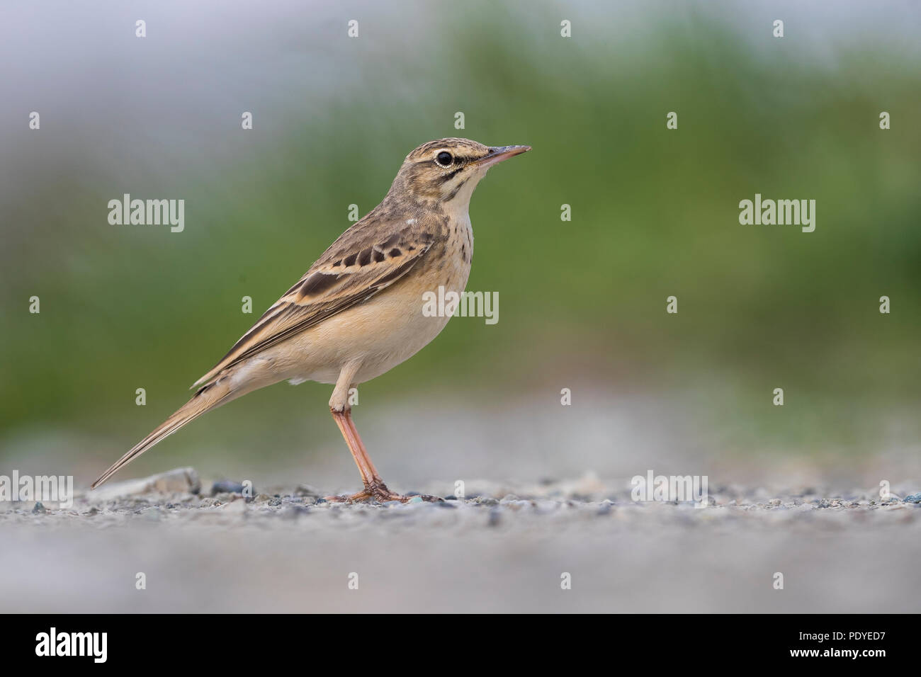 Anthus campestris hi-res stock photography and images - Alamy