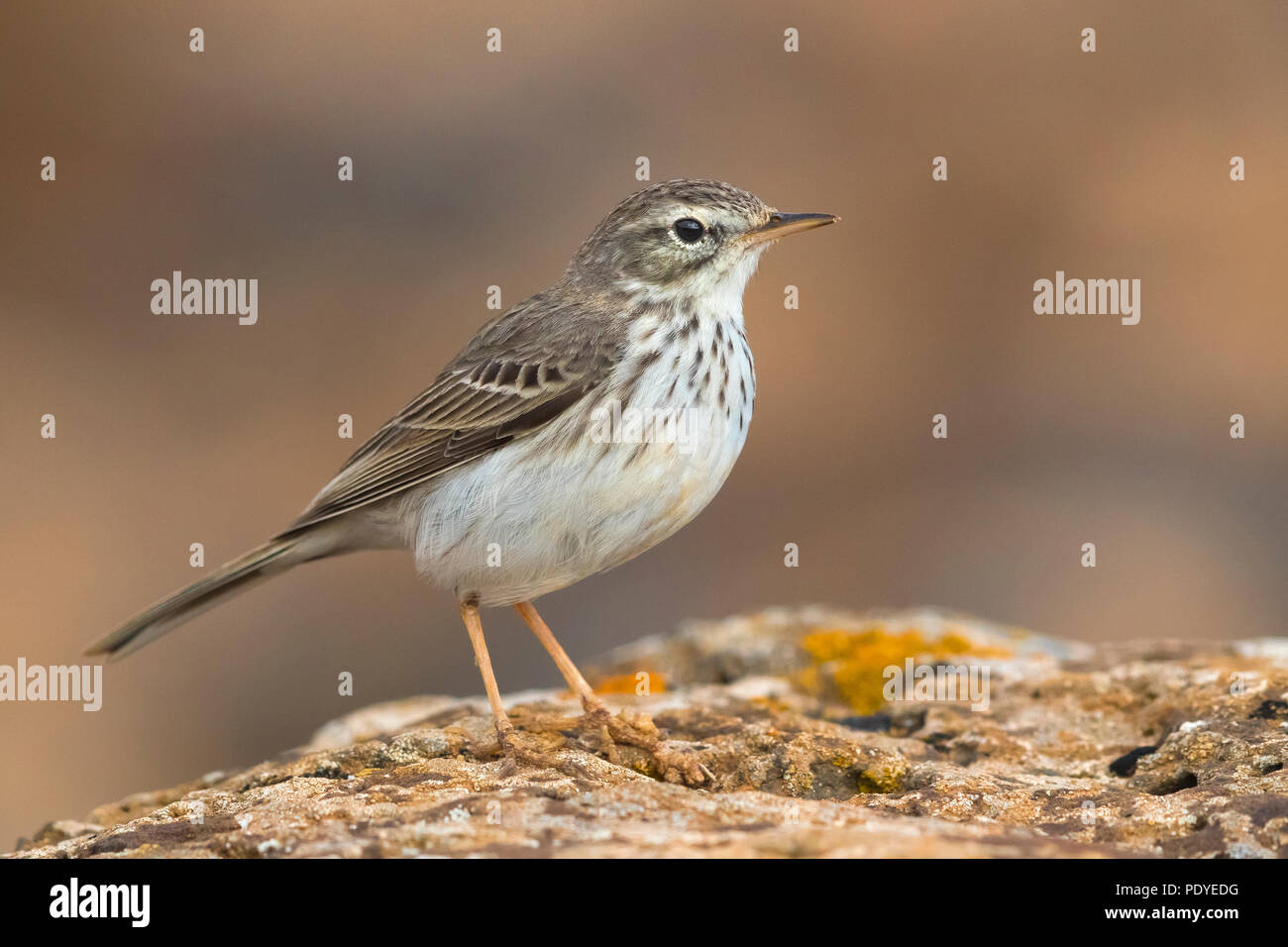 Berthelot's Pipit; Anthus berthelotii Stock Photo - Alamy