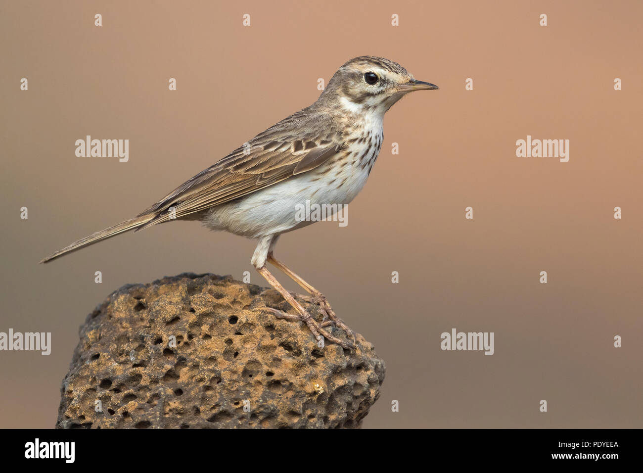 The endemic berthelots pipit hi-res stock photography and images - Alamy