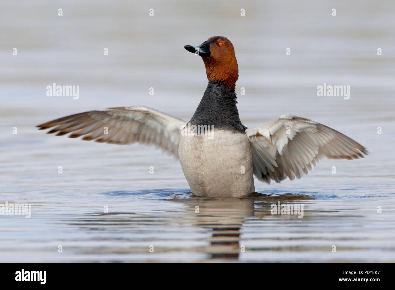 Tafeleend te water met uitzwaaiende vleugels.Common Pochard in the ...