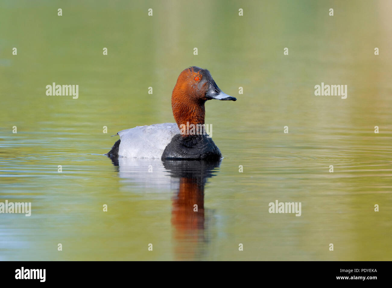 Tafeleend zwemmend in het water, vooraanzicht.Common Pochard swimming ...