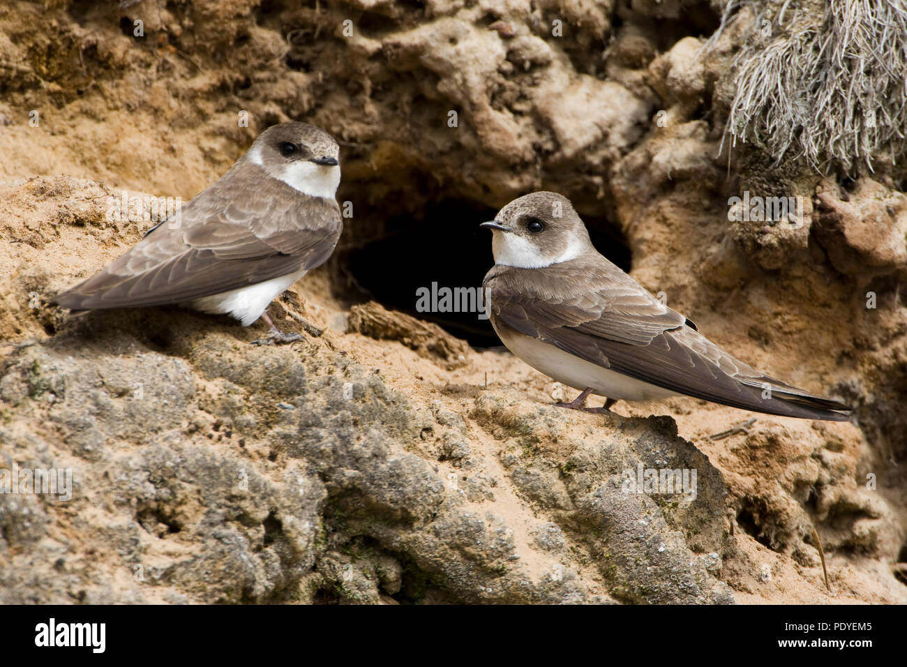 Sand martin nest hi-res stock photography and images - Alamy
