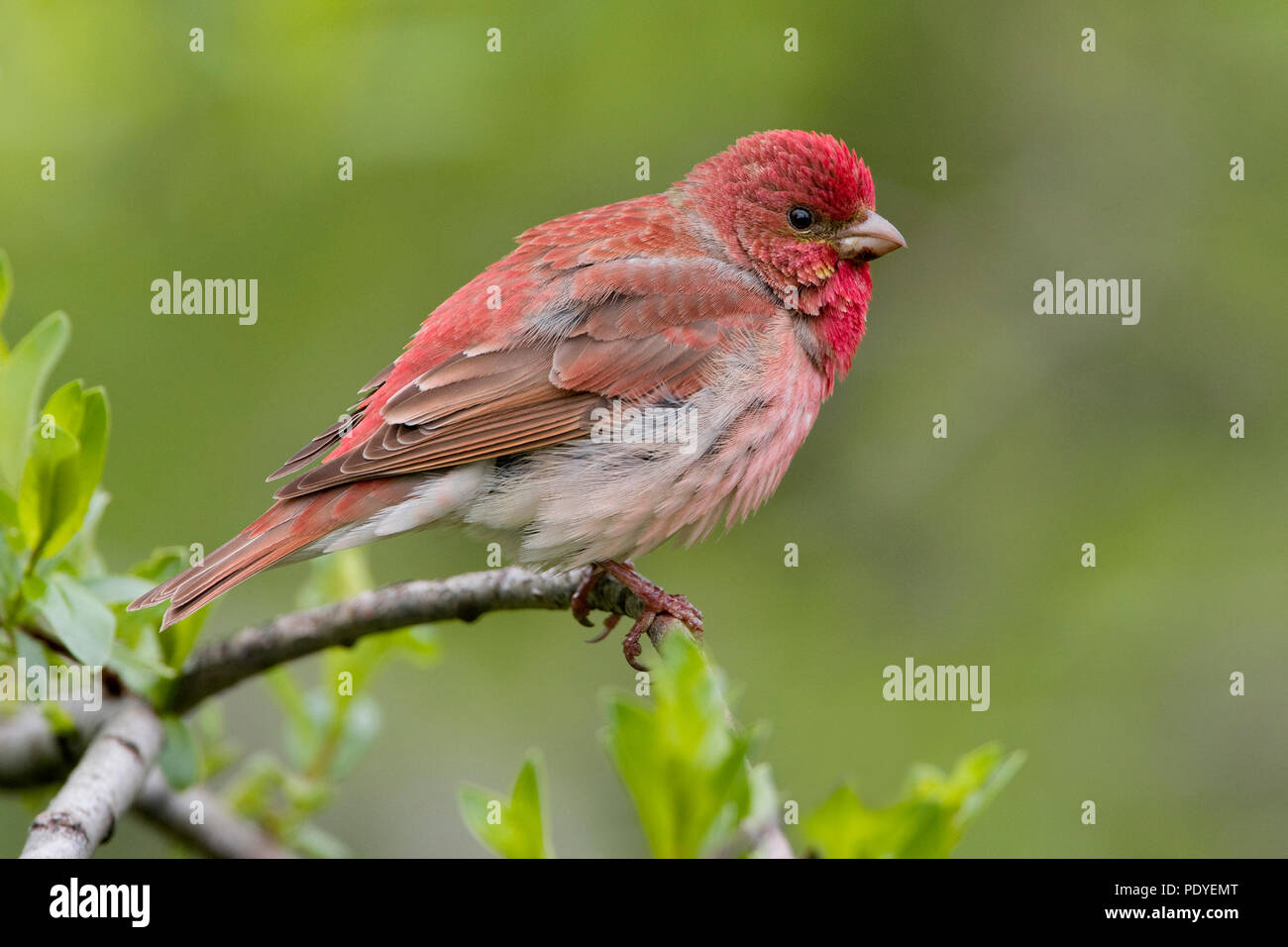 Scarlet finches hi-res stock photography and images - Alamy