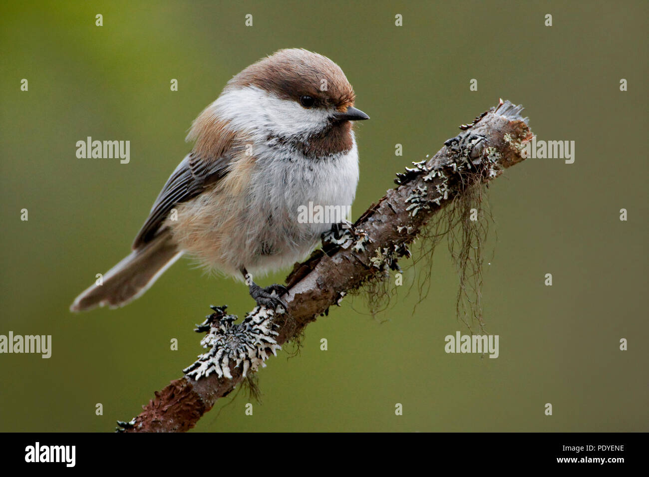 Bruinkopmees op een takje met korstmos.Siberian Tit (Grey-headed ...