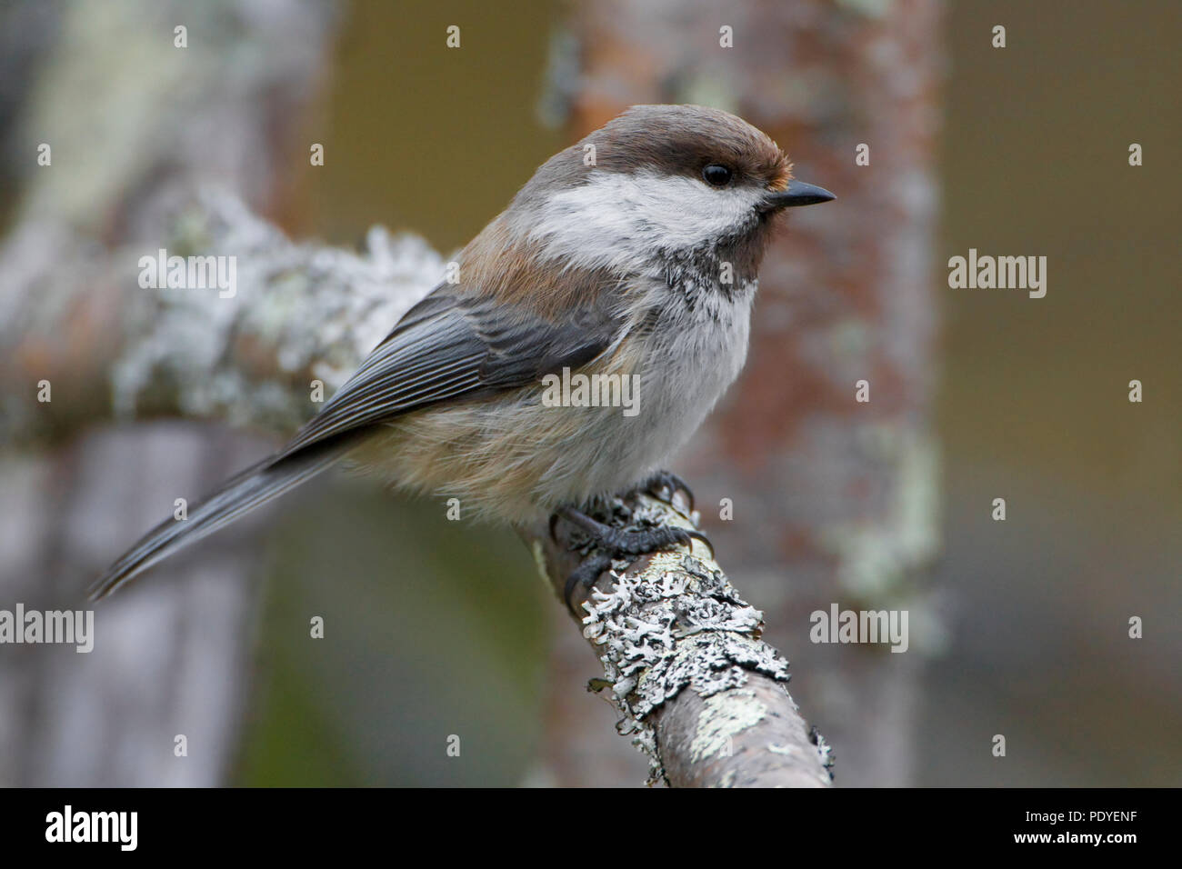 Bruinkopmees op een takje met korstmos.Siberian Tit (Grey-headed ...