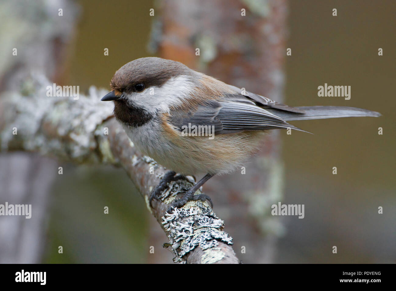 Bruinkopmees op een takje met korstmos.Siberian Tit (Grey-headed ...