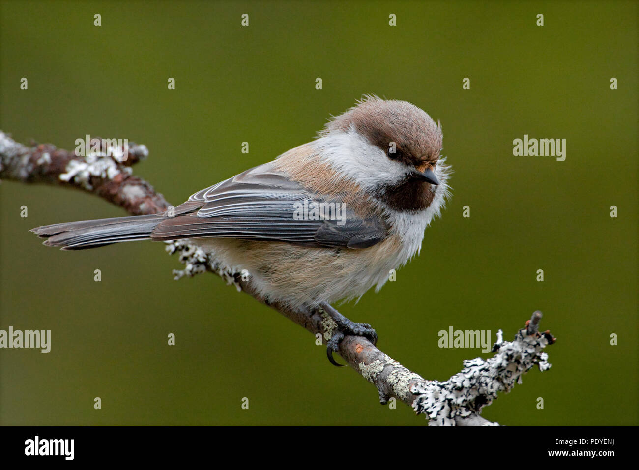 Bruinkopmees op een takje met korstmos.Siberian Tit (Grey-headed ...