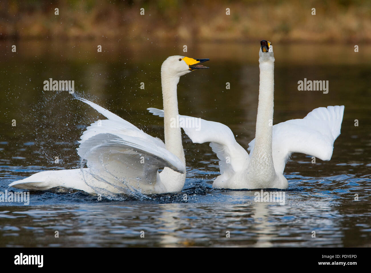 Pair whooper swans hi-res stock photography and images - Alamy