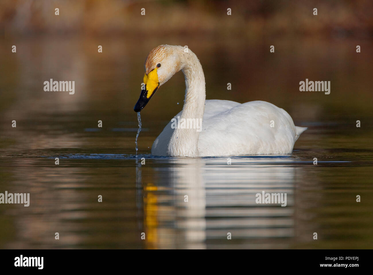 Een eenzame wilde zwaan watertandend.A lonely Whooper Swan mouth ...