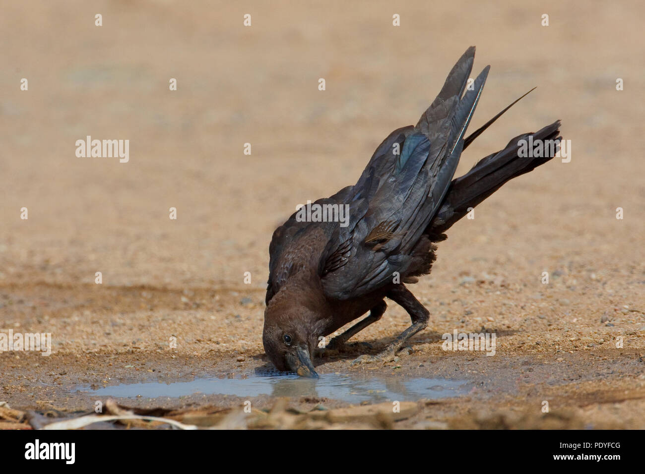 Raven drinking hi-res stock photography and images - Alamy