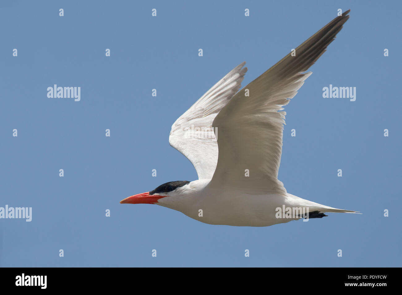 Caspian Tern flying; Sterna caspia; Vliegende Reuzenstern Stock Photo ...