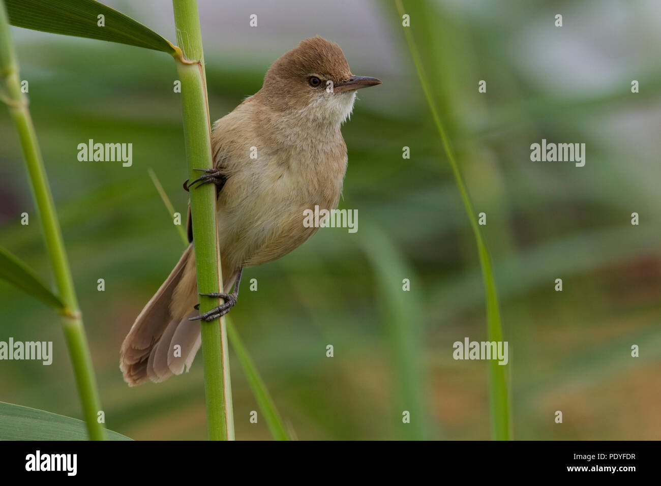 Indische Karekiet; Clamorous reed Warbler; Acrocephalus stentoreus ...