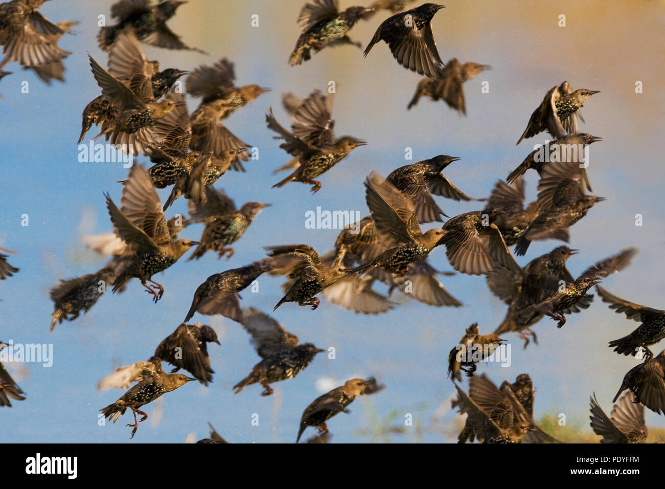 Common Starling; Sturnus vulgaris; Spreeuwen Stock Photo - Alamy