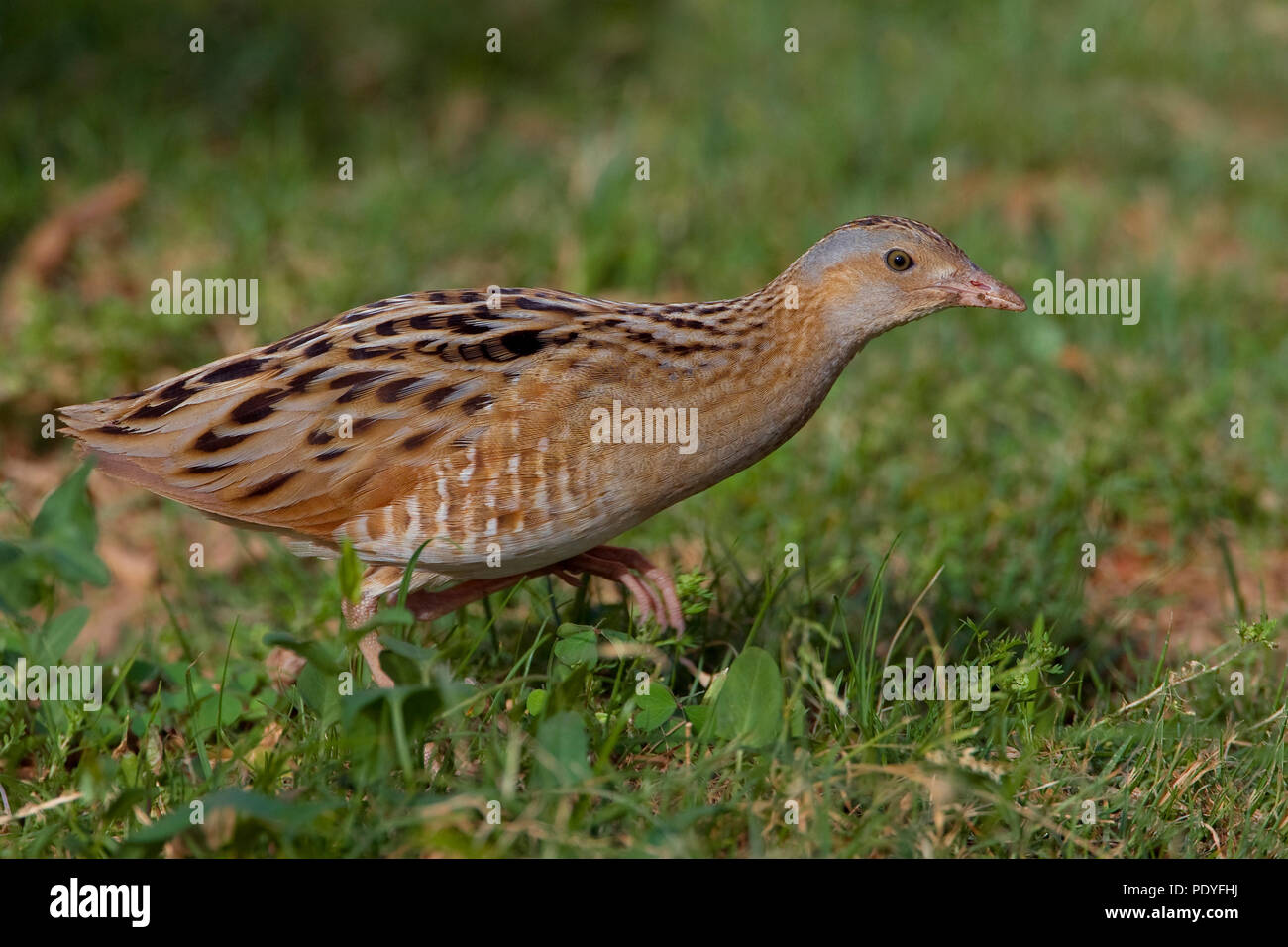 Corncrake hi-res stock photography and images - Alamy