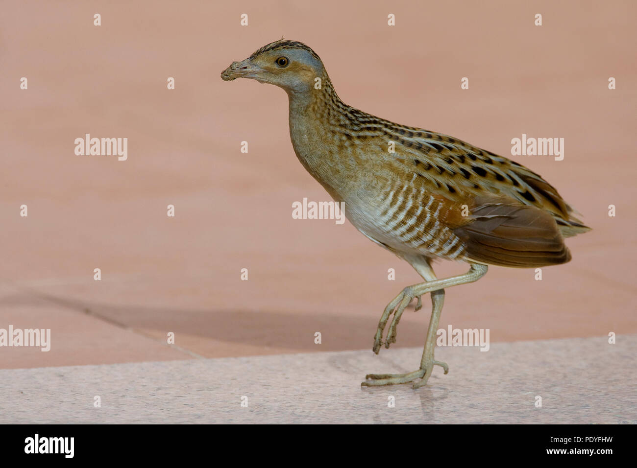 Kwartelkoning; Corncrake; Crex crex Stock Photo - Alamy