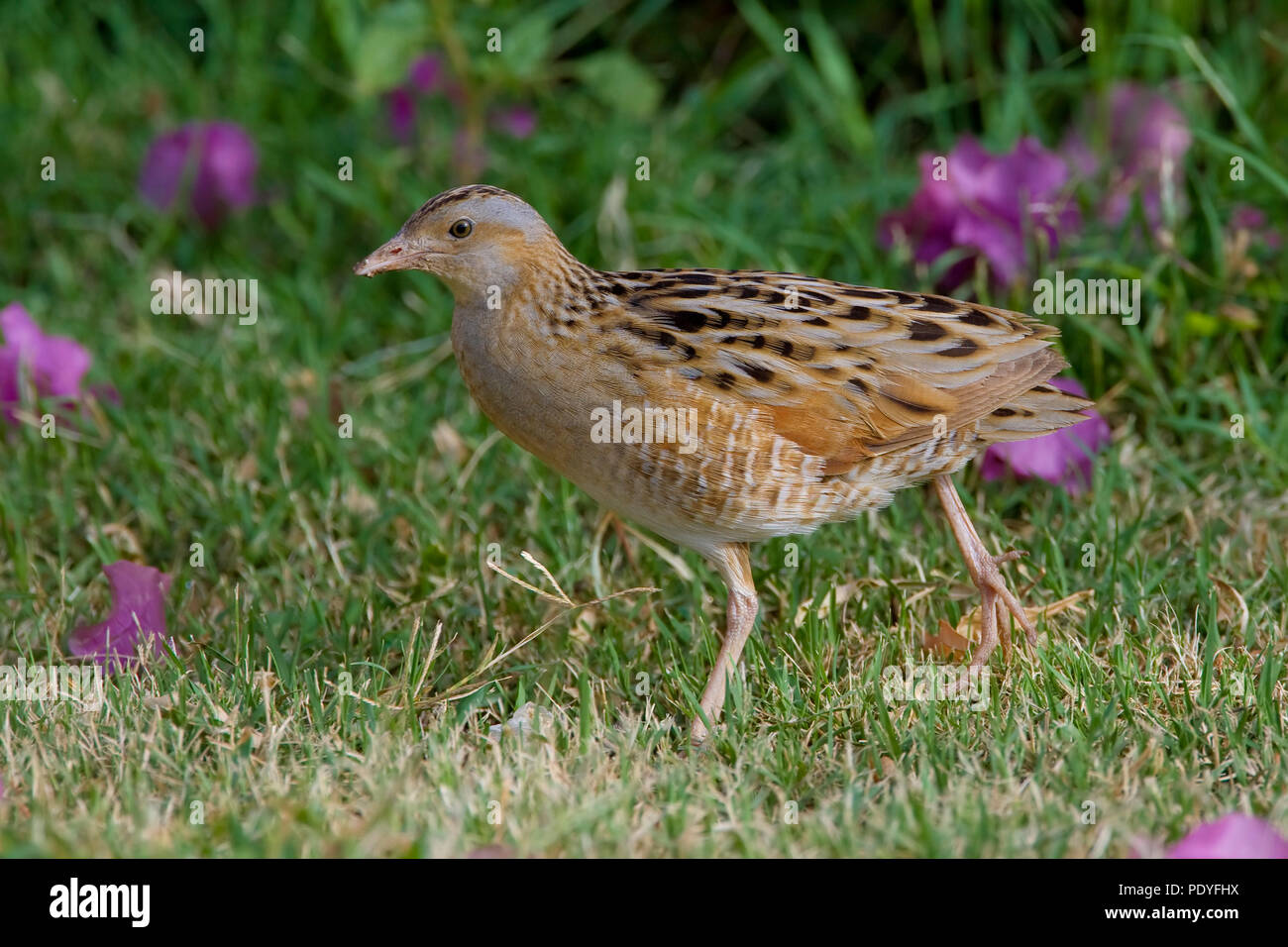Kwartelkoning; Corncrake; Crex crex Stock Photo - Alamy