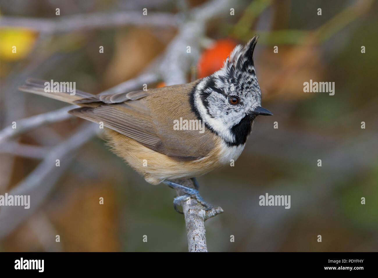 Kuifmees; Crested Tit; Lophophanes cristatus Stock Photo - Alamy