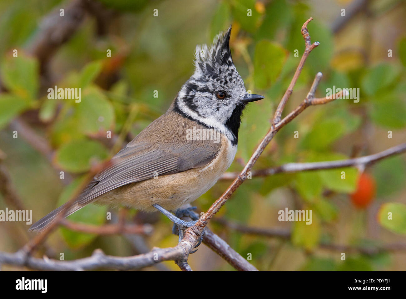 Kuifmees; Crested Tit; Lophophanes cristatus Stock Photo - Alamy