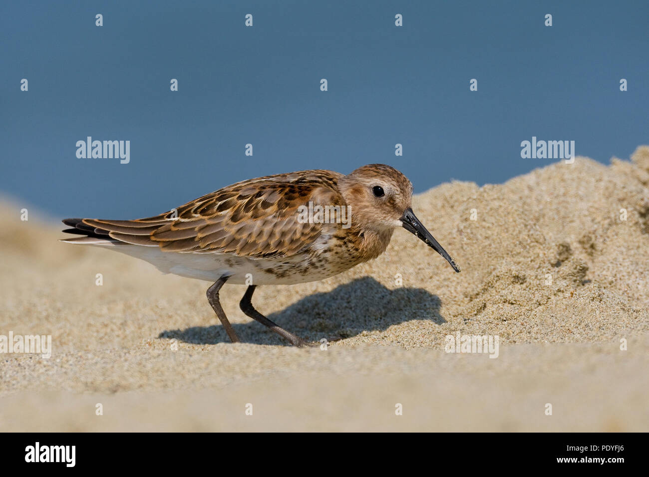 Strandloper hi-res stock photography and images - Alamy