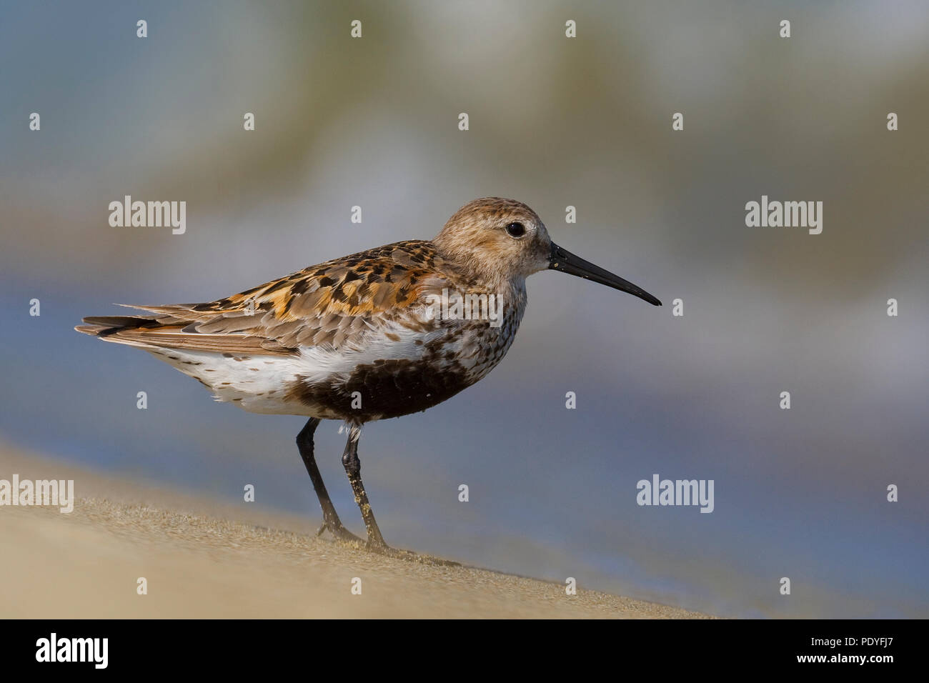 Bonte Strandloper in broedkleed; Dunlin in breeding plumage; Calidris ...