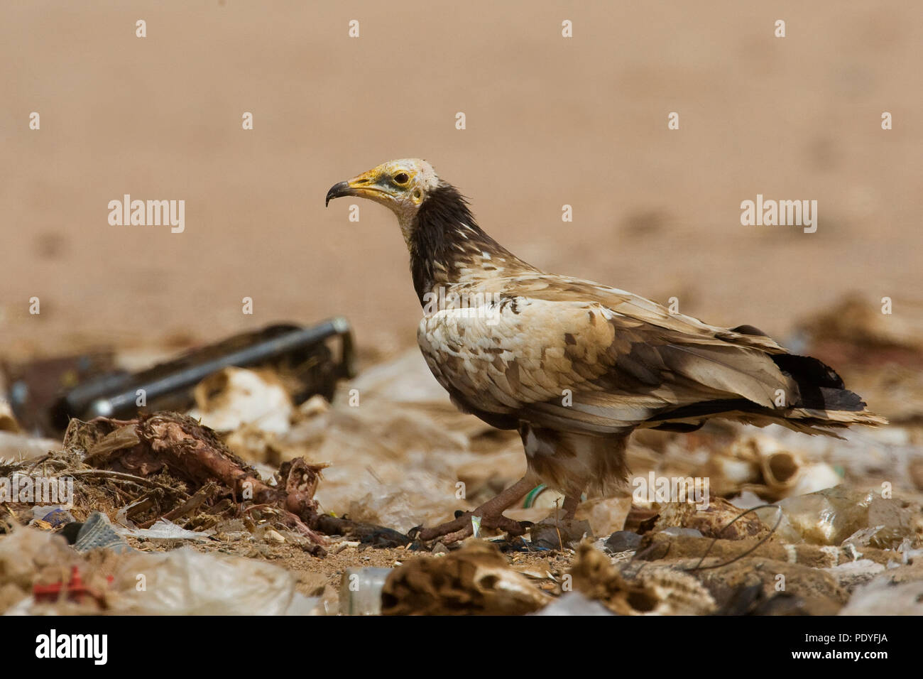 Animal dump hi-res stock photography and images - Alamy