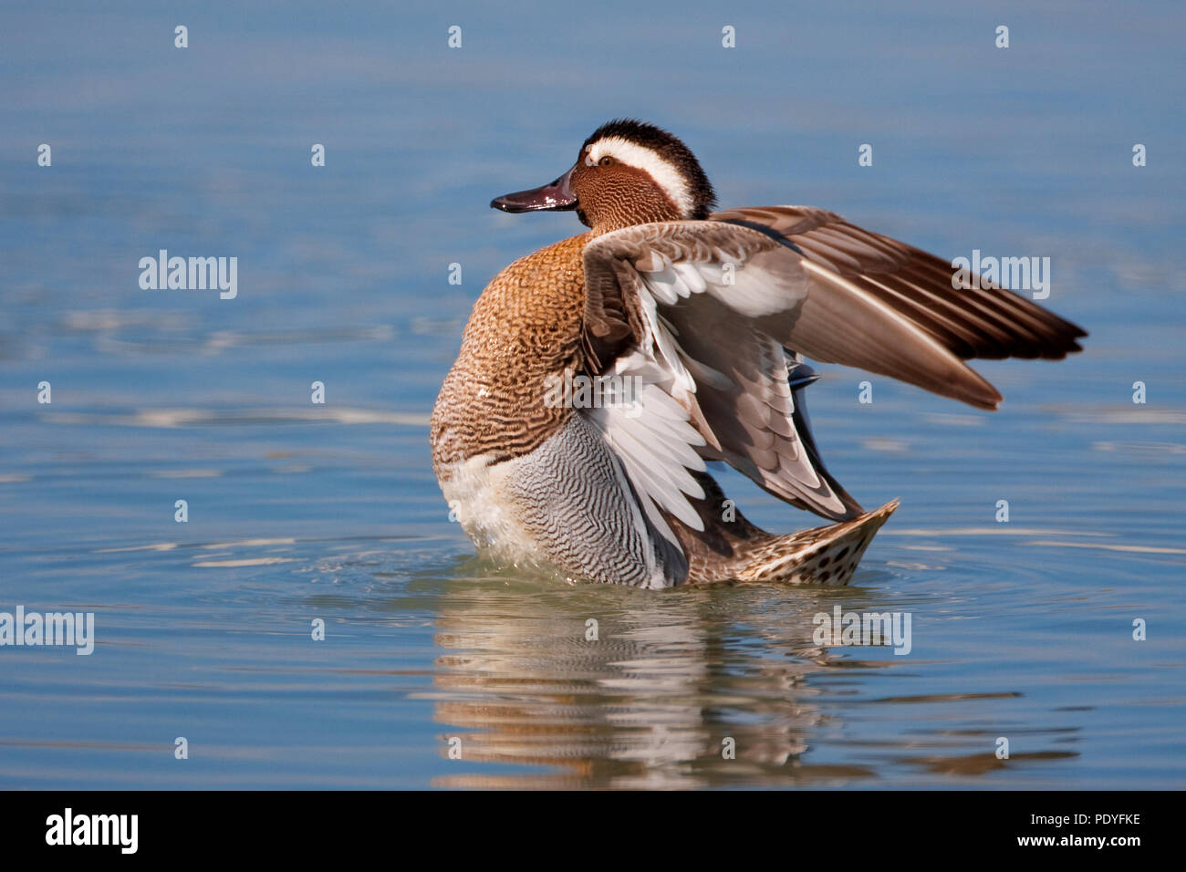 Zomertaling hi-res stock photography and images - Alamy