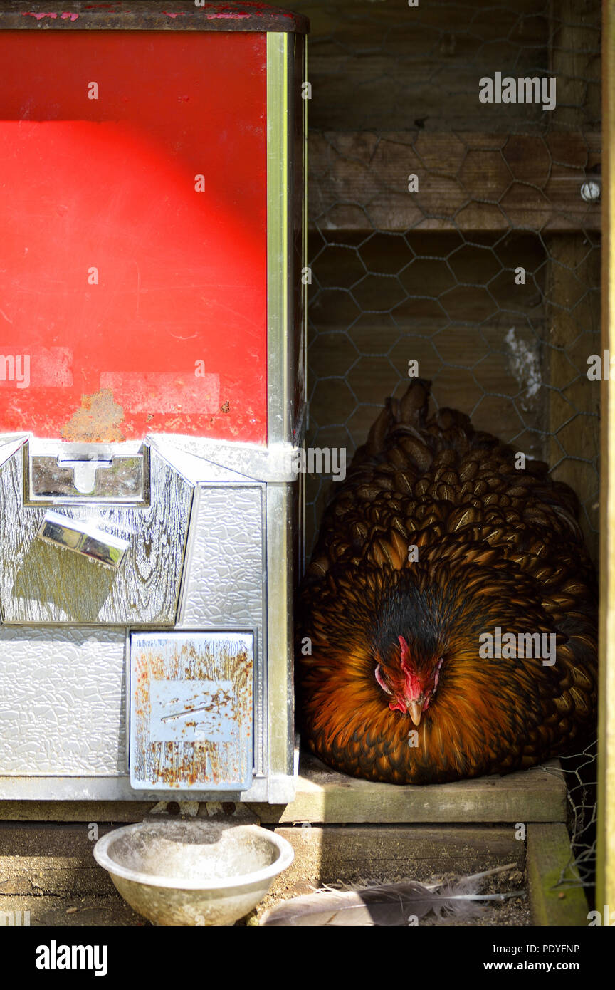 Chicken machine hi-res stock photography and images - Alamy