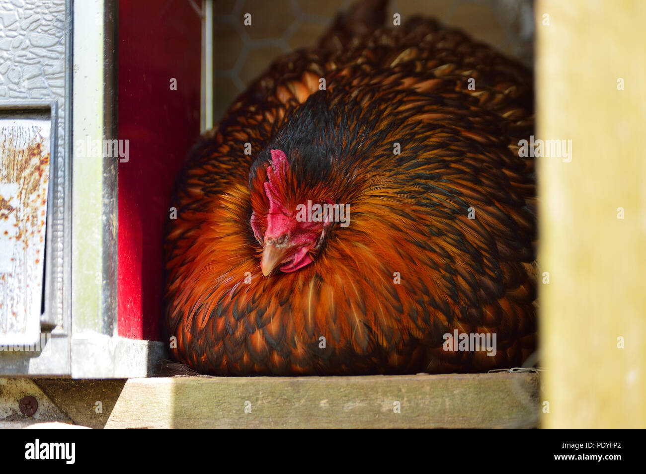 Sleeping chicken hi-res stock photography and images - Alamy