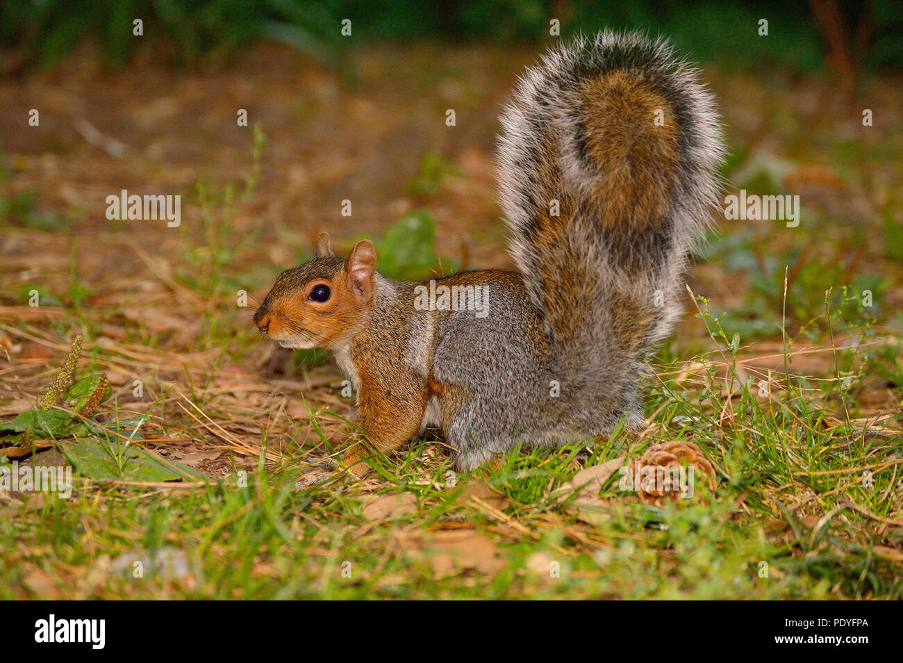 A squirrel looking back Stock Photo - Alamy