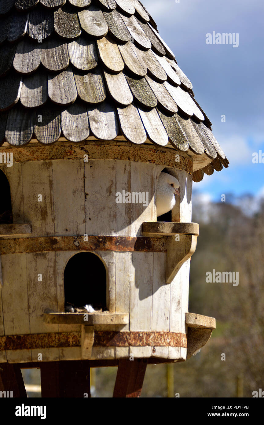 Dove house hi-res stock photography and images - Alamy