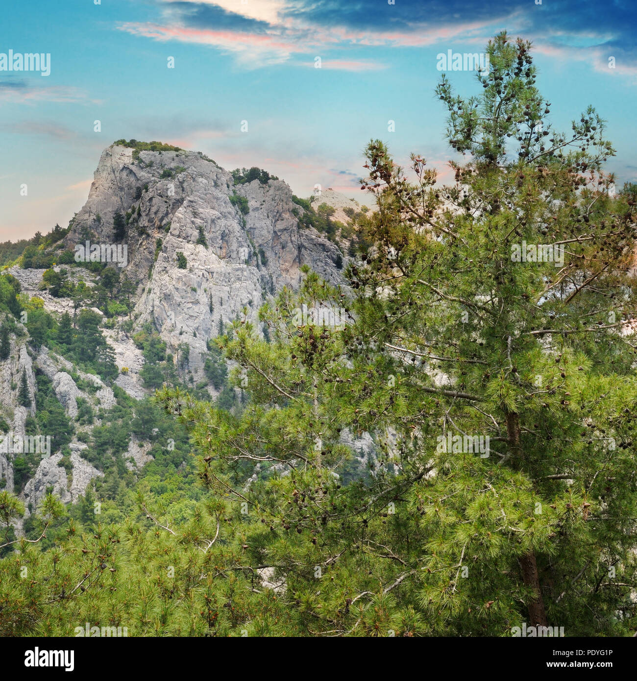 Pinewood landscape hi-res stock photography and images - Alamy