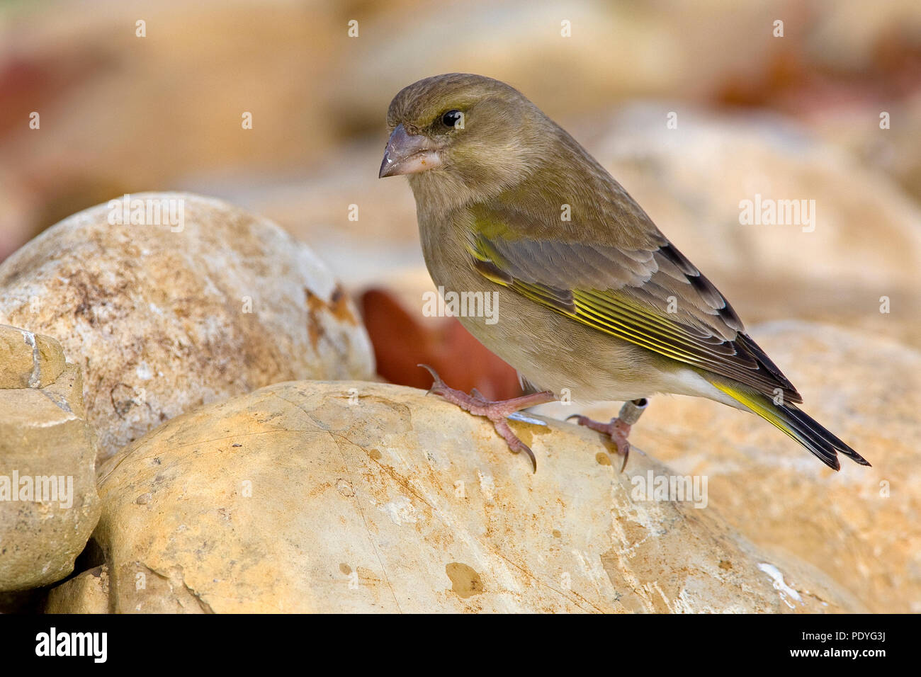 Greenfinch fauna hi-res stock photography and images - Alamy