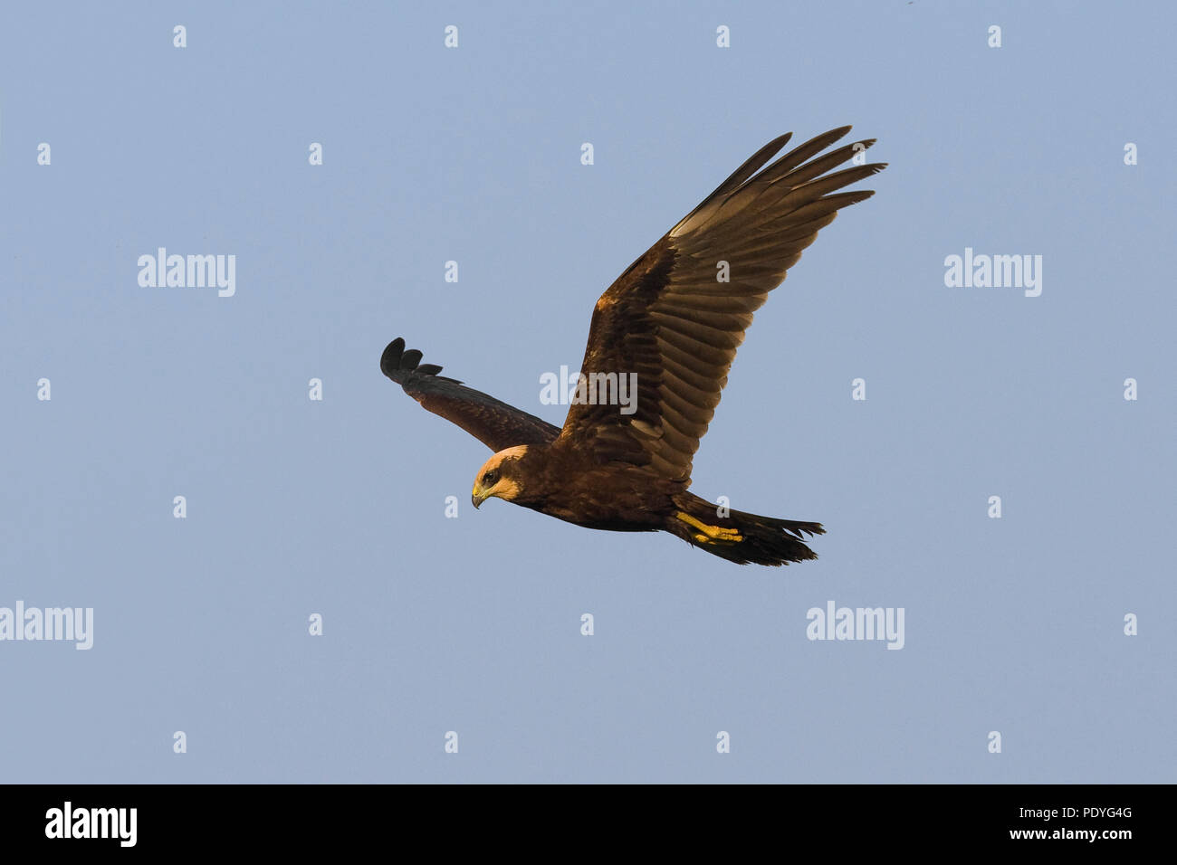 Adult female Marsh Harrier flying Stock Photo - Alamy